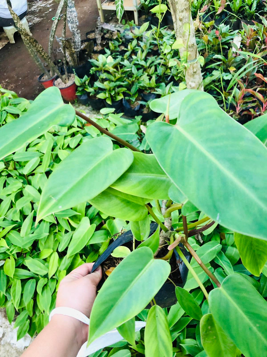 Heartleaf Philo – The Veggie Table PH