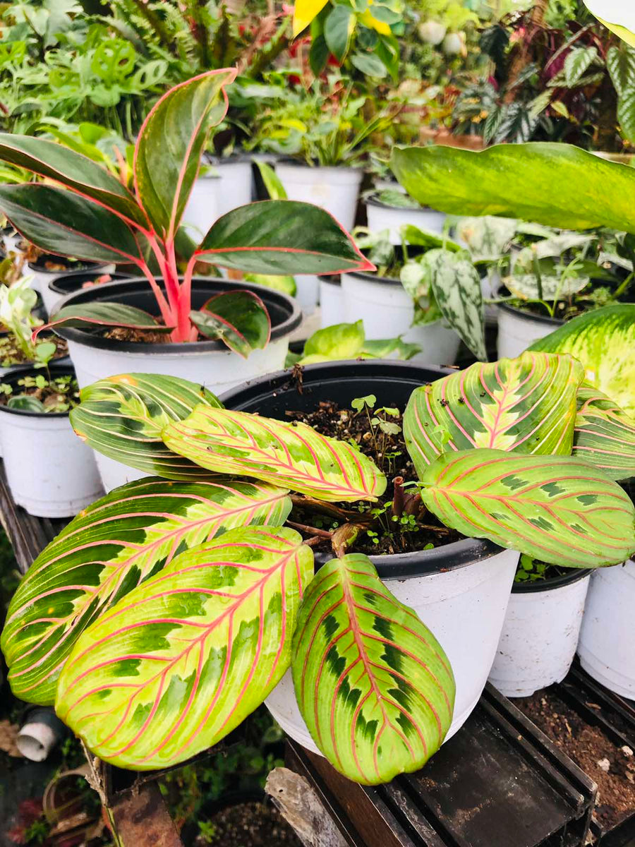 Red Maranta (per pot) – The Veggie Table PH
