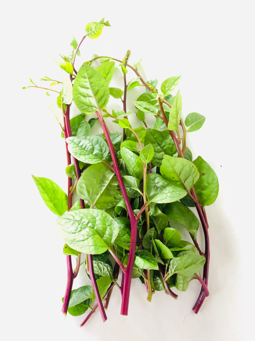 Alugbati (250g) – The Veggie Table PH