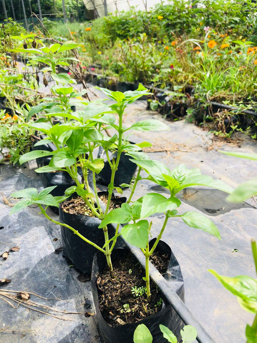 Potted Italian Basil – The Veggie Table PH