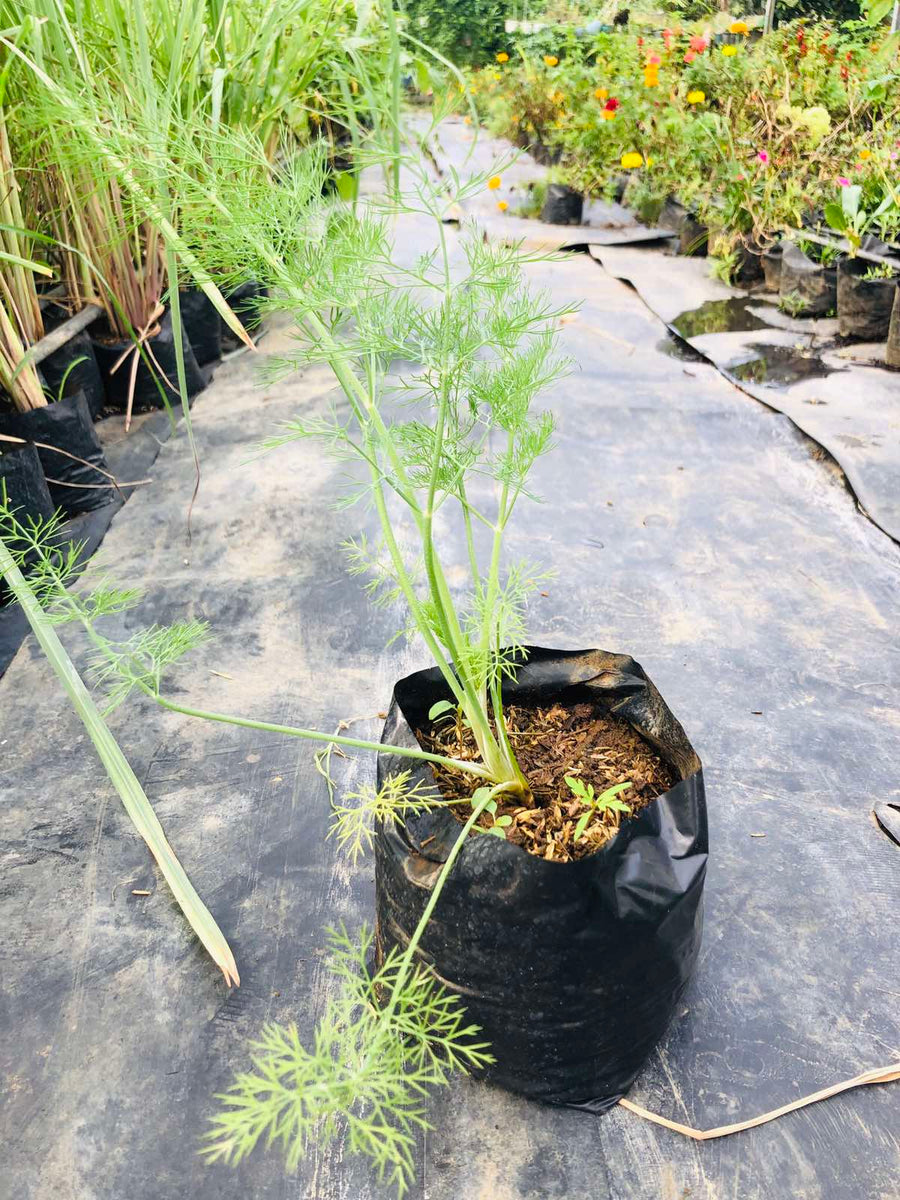 Potted Dill – The Veggie Table PH