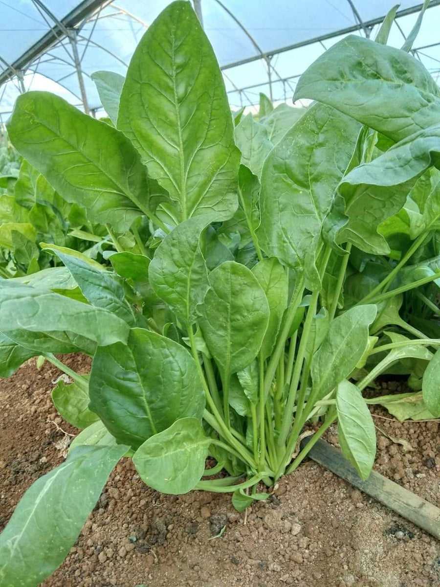 Polunchay (500g) – The Veggie Table PH