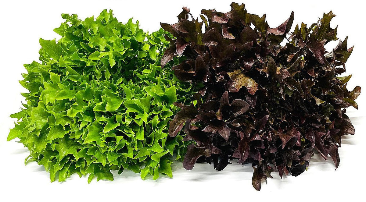 Salanova Frisee Lettuce – The Veggie Table PH