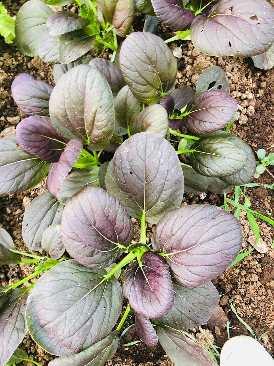 Red Pechay (500g) – The Veggie Table PH